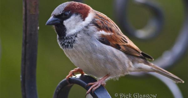 Ulster-Scots Leid Loanen - wee eydent sparra - Alpha Newspaper Group